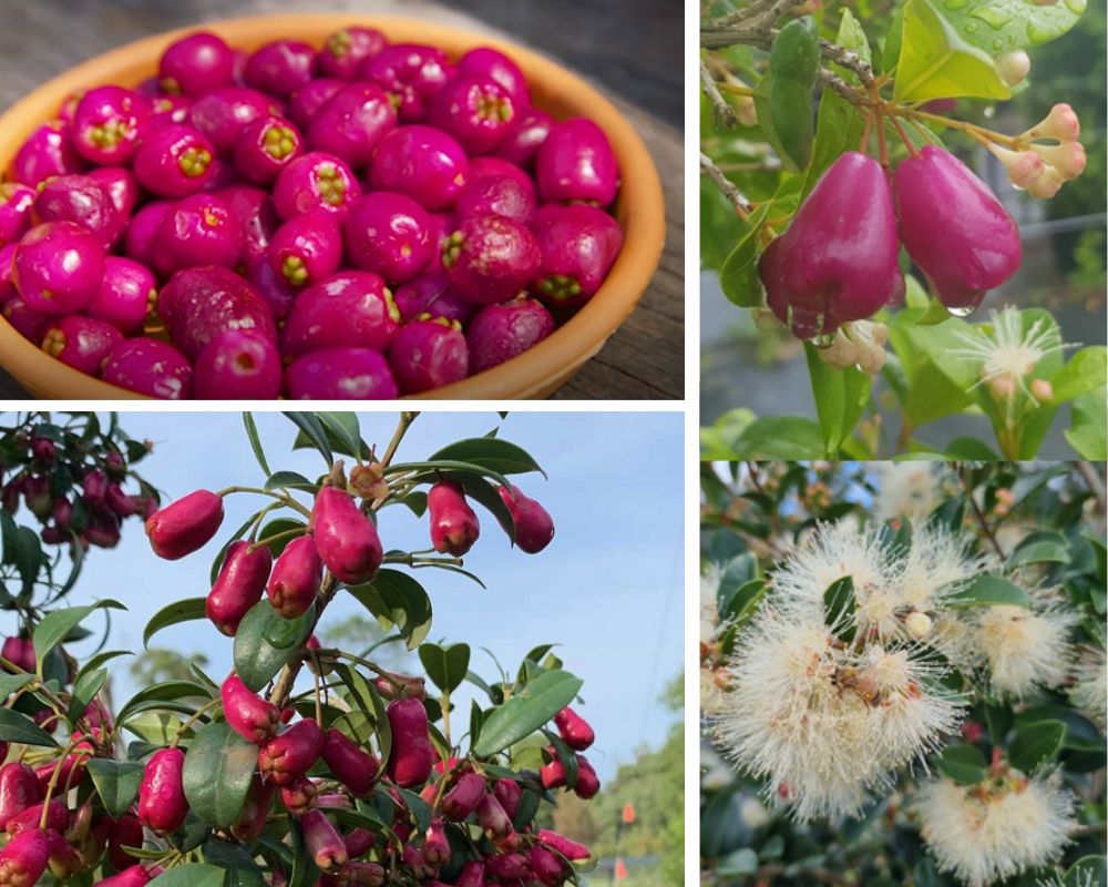 Lilly Pilly Fruit | FISH - Foundation for Indigenous Sustainable Health